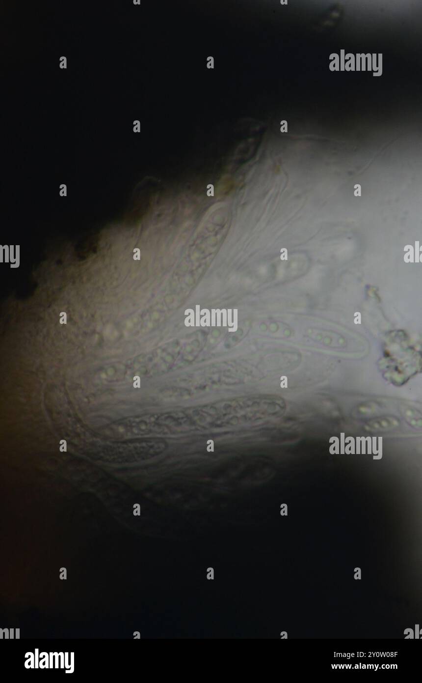 Rash Lichens (Pyrenula) Fungi Stock Photo - Alamy