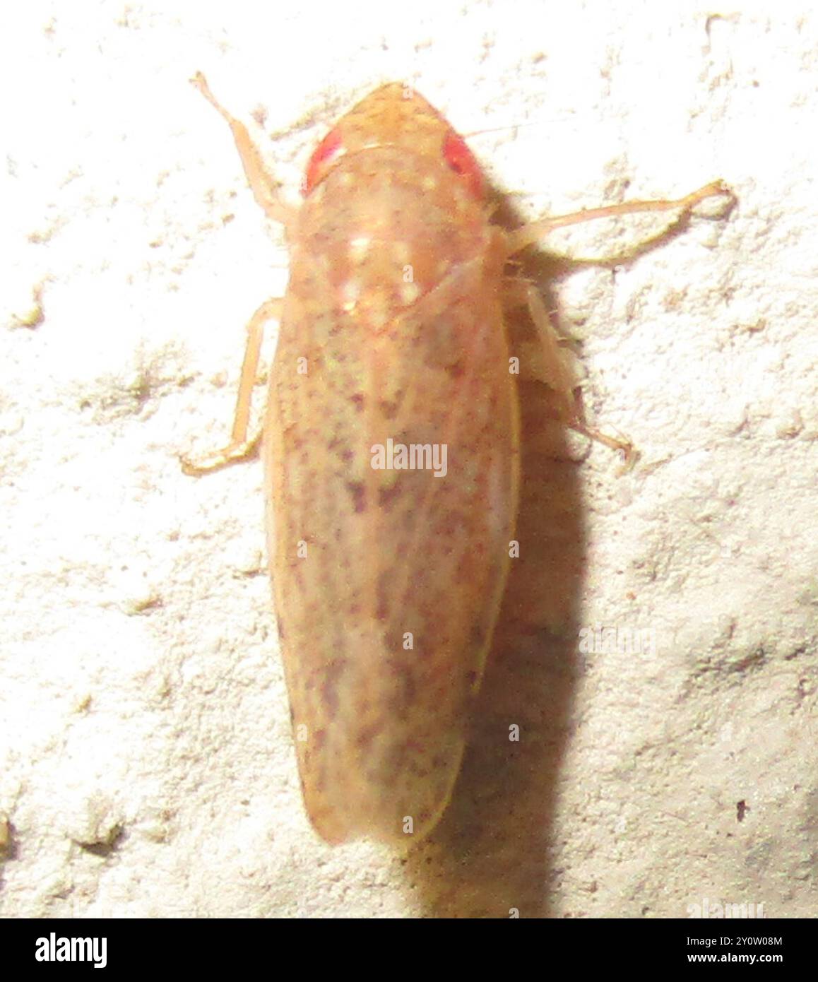 Typical Leafhoppers (Cicadellidae) Insecta Stock Photo - Alamy