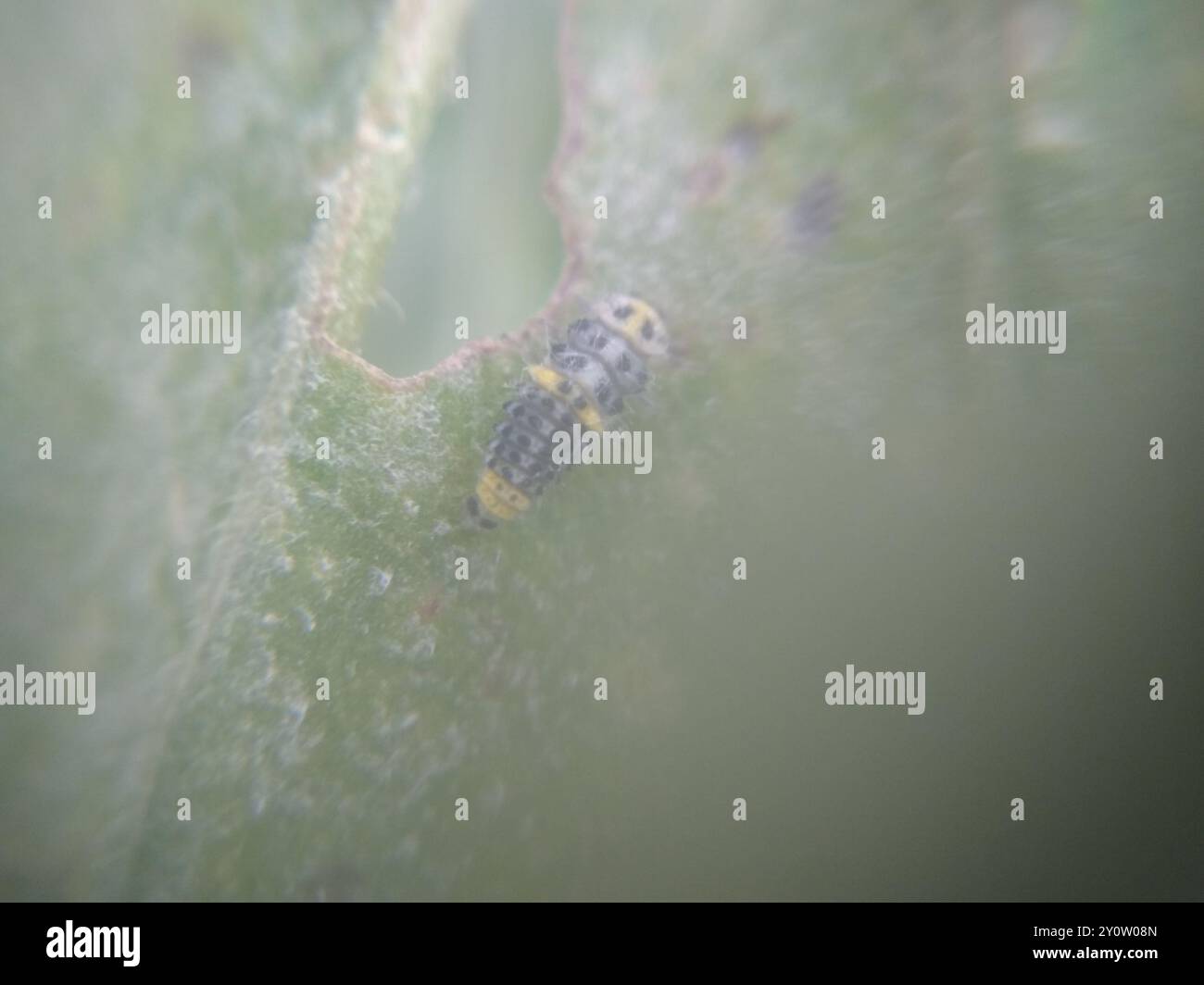 Fungus-eating Lady Beetles (Psyllobora) Insecta Stock Photo - Alamy
