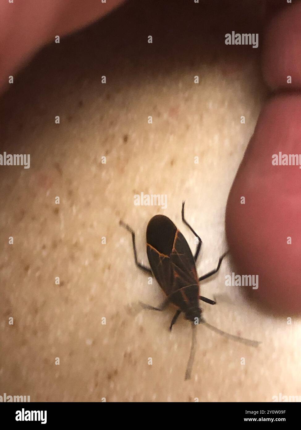 Western Boxelder Bug (Boisea rubrolineata) Insecta Stock Photo - Alamy
