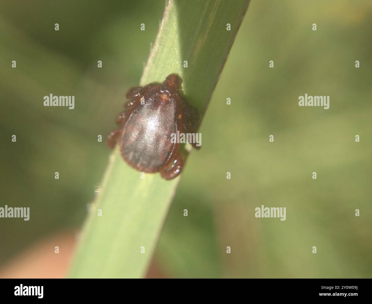 Pepper Ticks (Rhipicephalus) Arachnida Stock Photo - Alamy