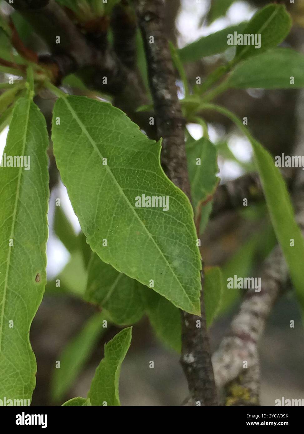 Almond (Prunus amygdalus) Plantae Stock Photo - Alamy