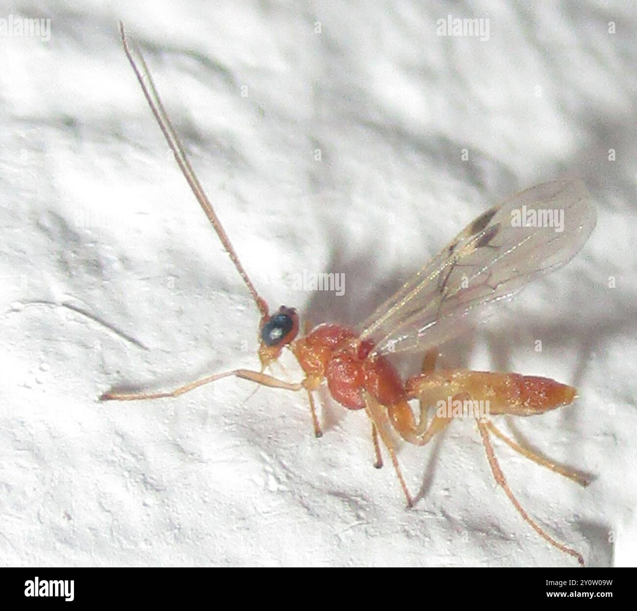 Braconid Wasps (Braconidae) Insecta Stock Photo - Alamy