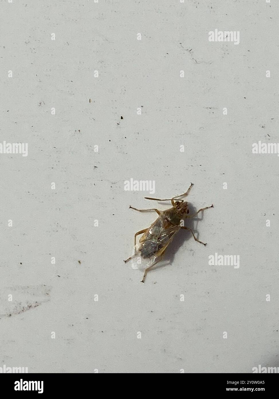 Hyaline Grass Bug (Liorhyssus hyalinus) Insecta Stock Photo - Alamy