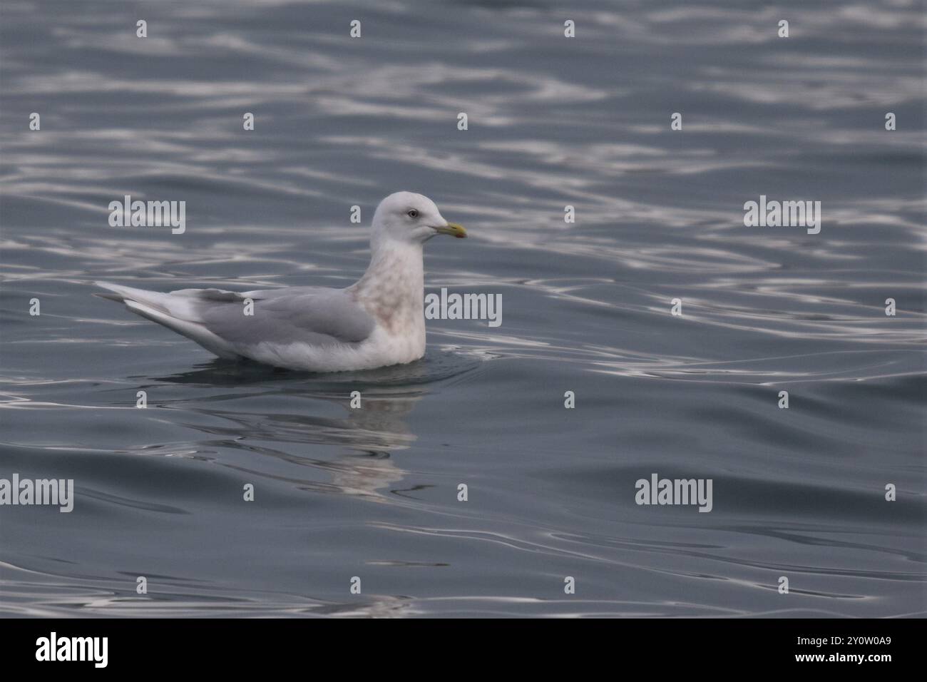 Iceland Gull (Iceland) (Larus glaucoides glaucoides) Aves Stock Photo ...