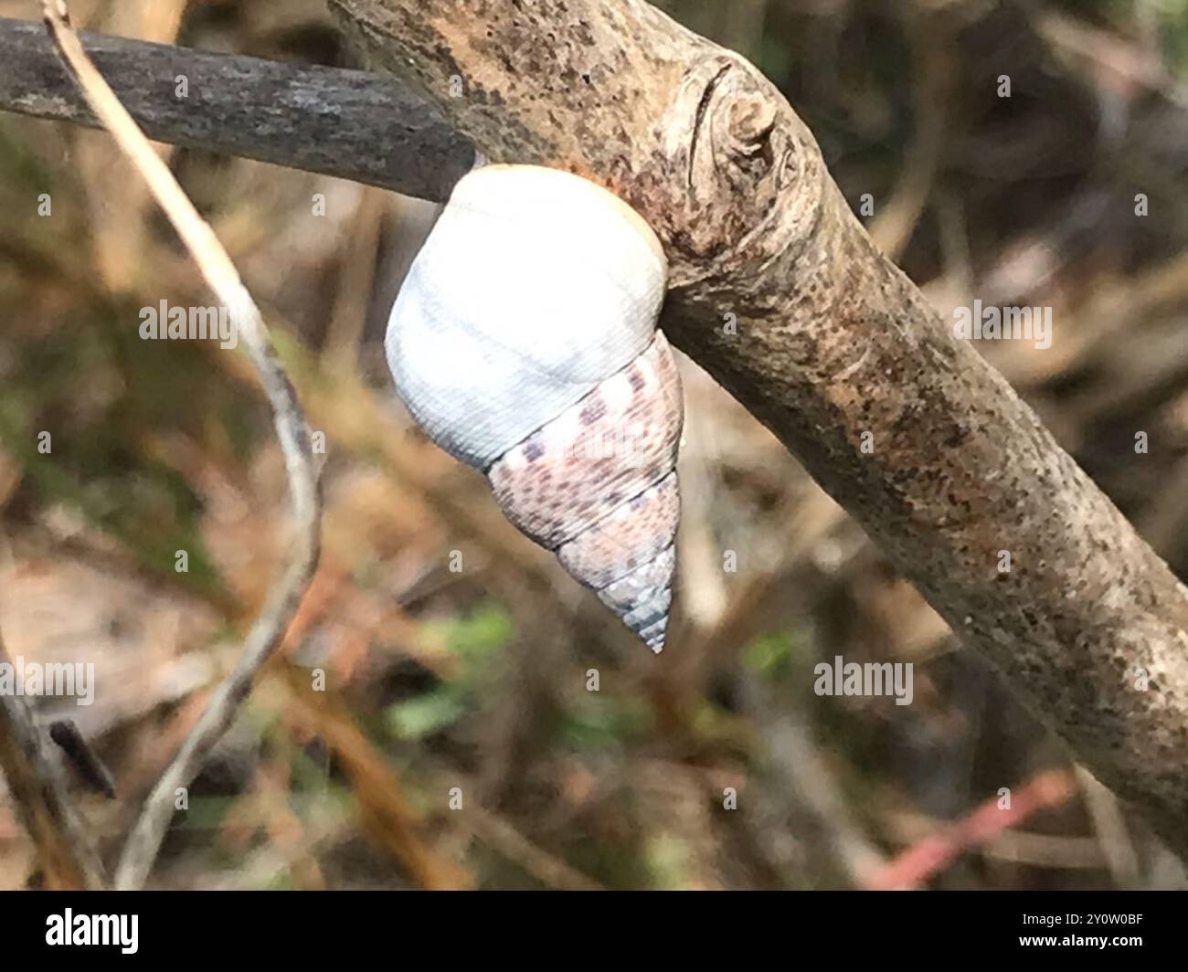 Mangrove Periwinkle (Littoraria angulifera) Mollusca Stock Photo - Alamy