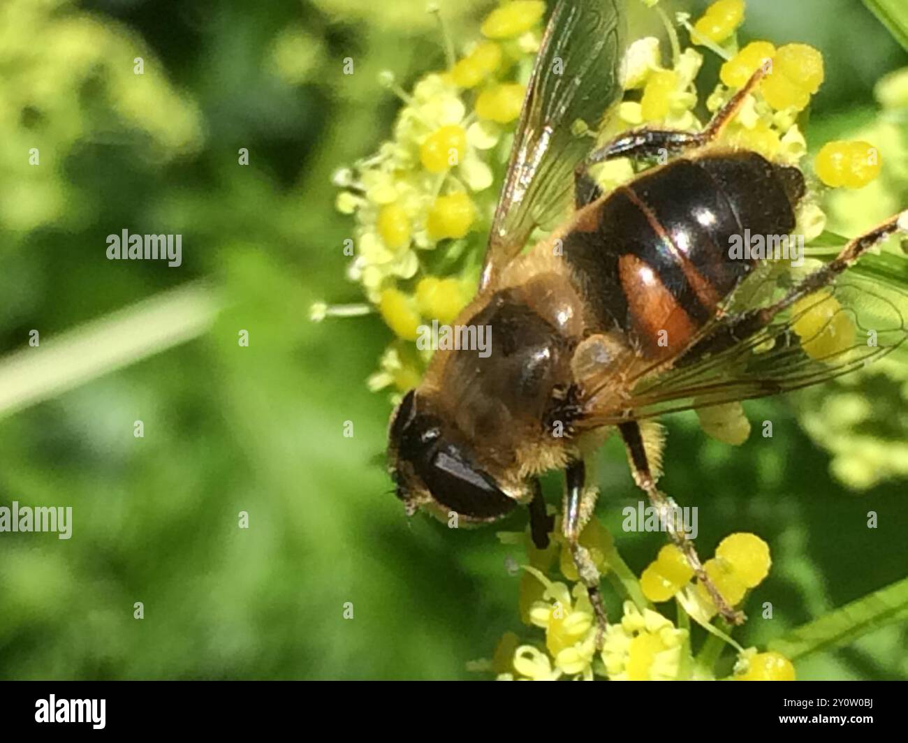 Common Drone Fly (Eristalis tenax) Insecta Stock Photo - Alamy