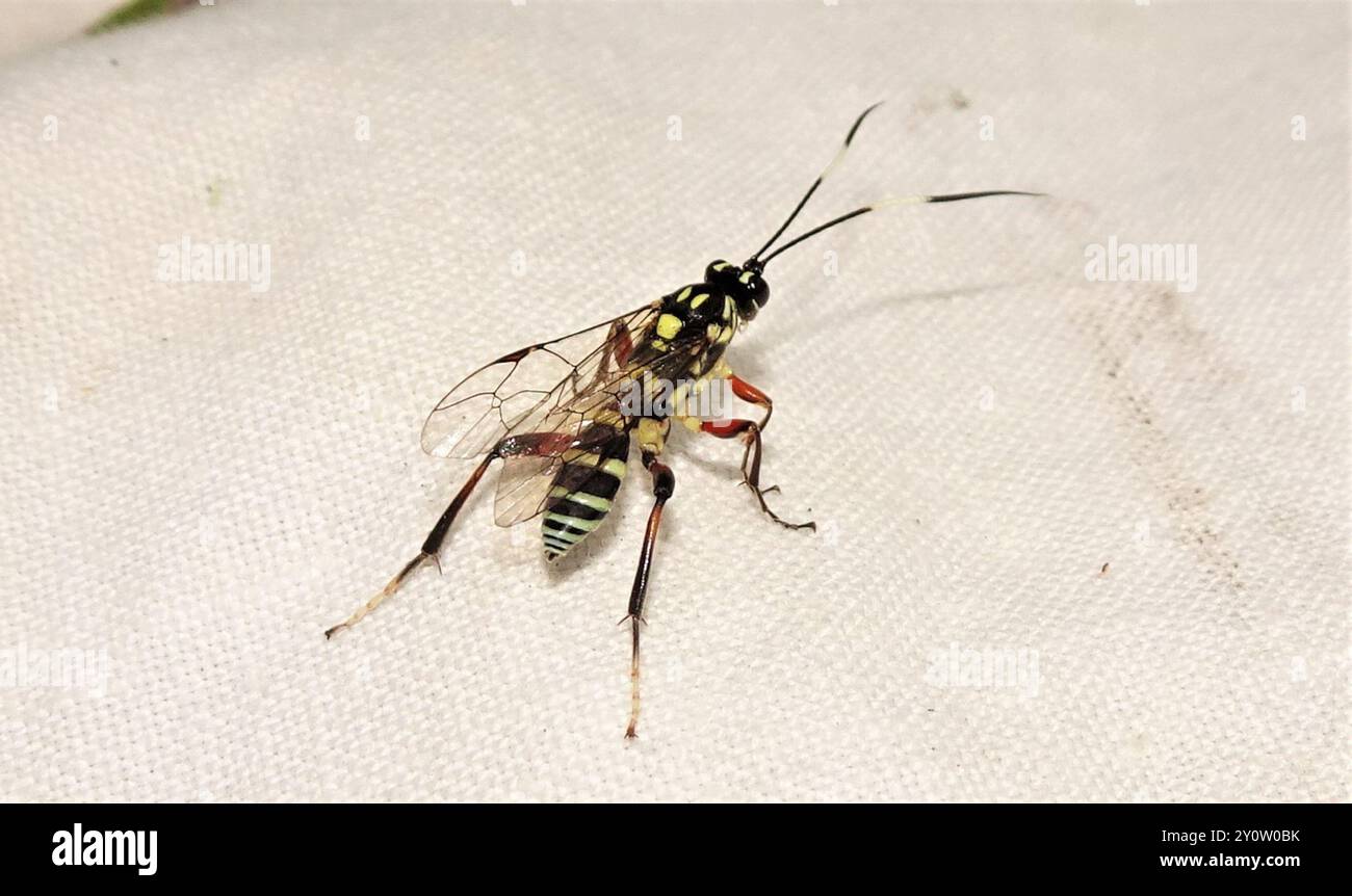 Gotra hi-res stock photography and images - Alamy