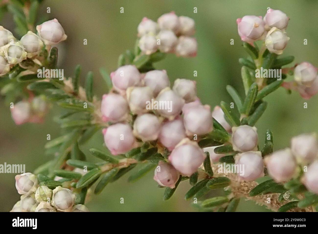 Spartan Heath (Erica sparsa) Plantae Stock Photo - Alamy
