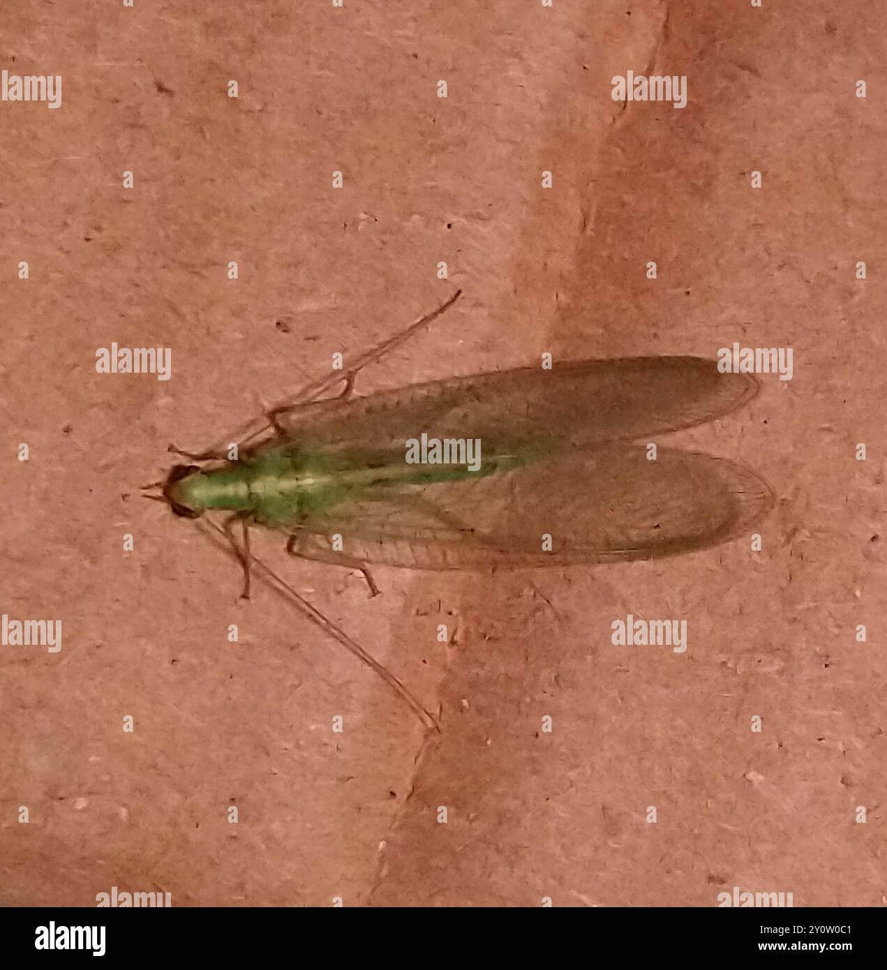 common green lacewings (Chrysoperla) Insecta Stock Photo - Alamy