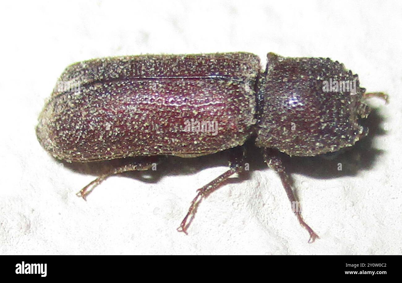 Auger Beetles (Bostrichidae) Insecta Stock Photo - Alamy