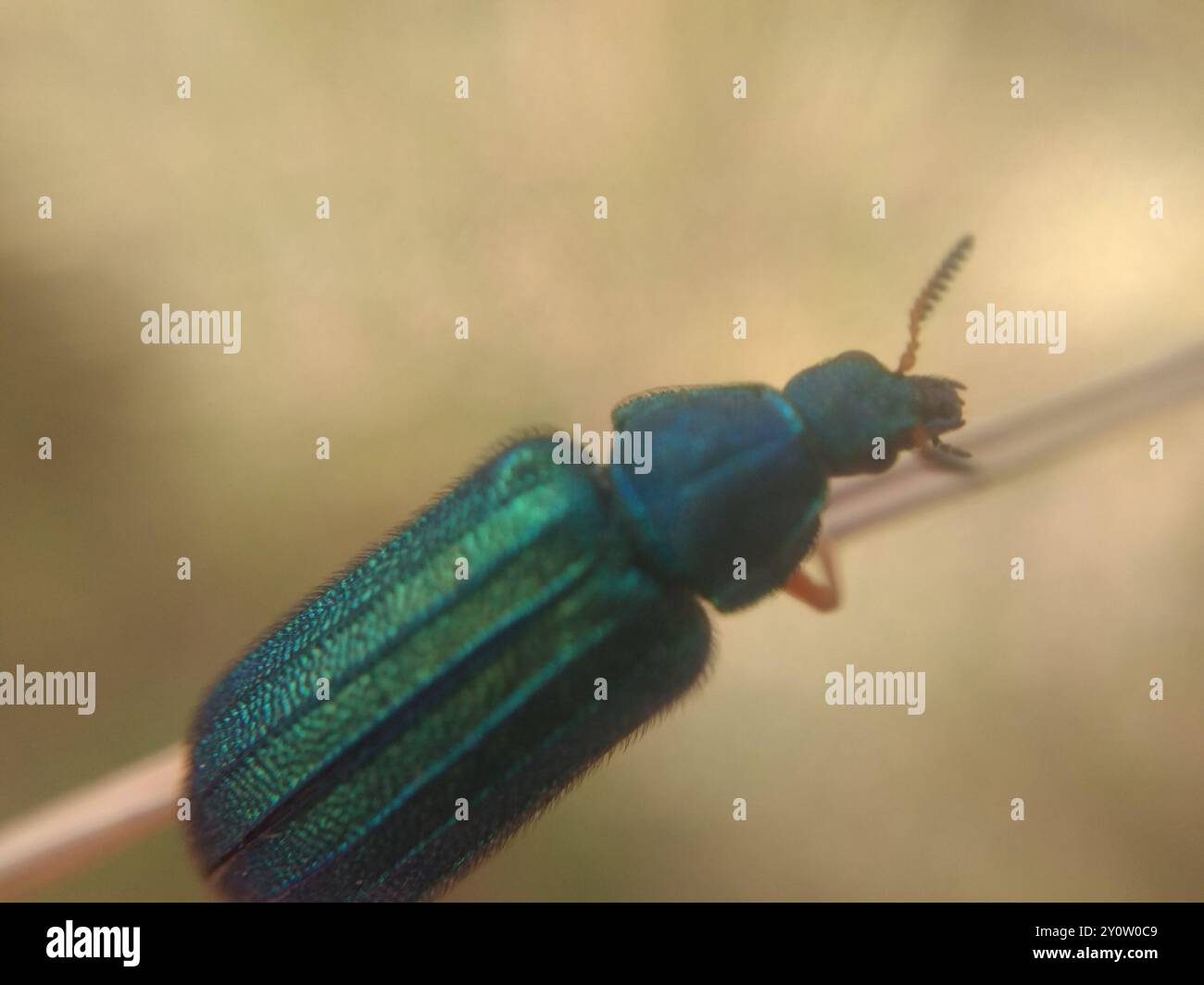 Groovewing hi-res stock photography and images - Alamy