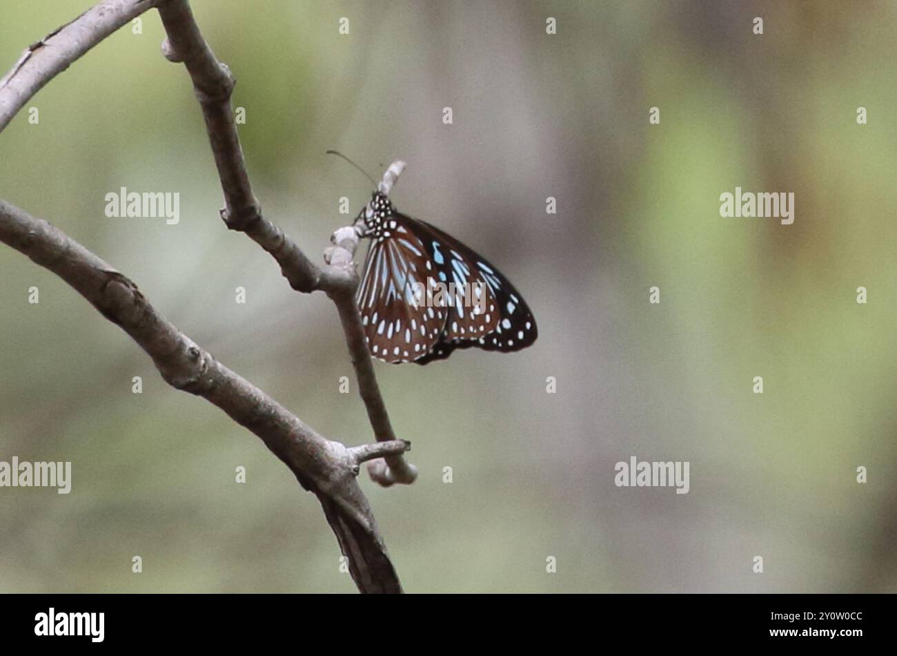 Blue Wanderer (Tirumala hamata) Insecta Stock Photo - Alamy