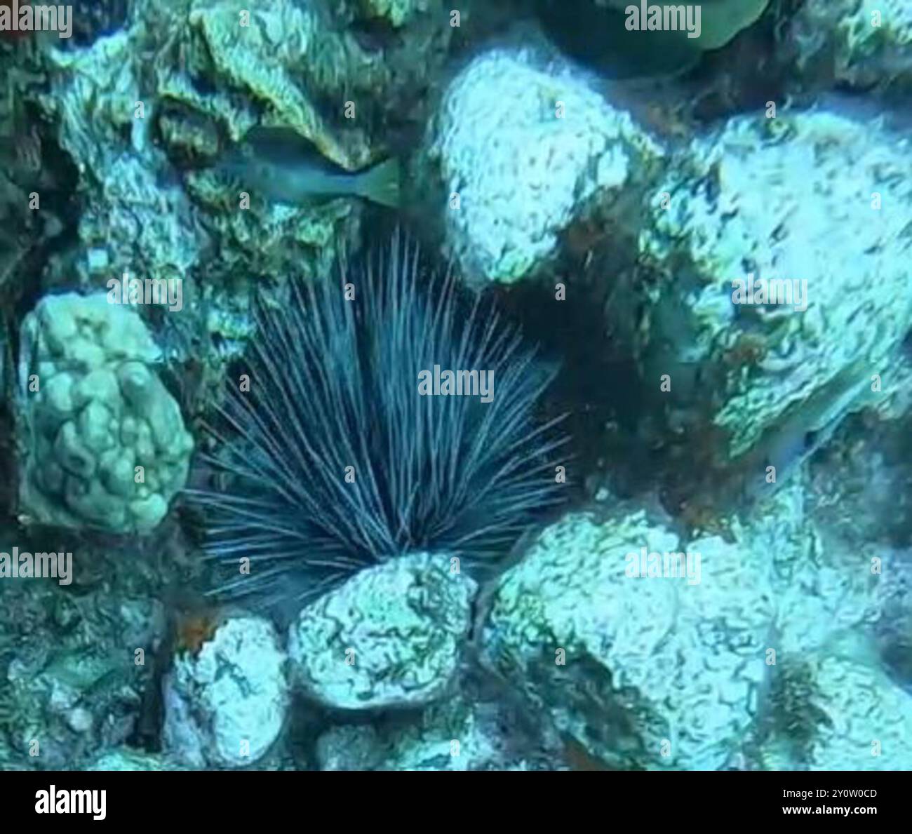 Caribbean Sharpnose Puffer (Canthigaster rostrata) Actinopterygii Stock ...