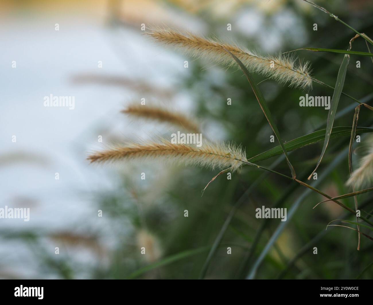 napier grass (Cenchrus purpureus) Plantae Stock Photo - Alamy