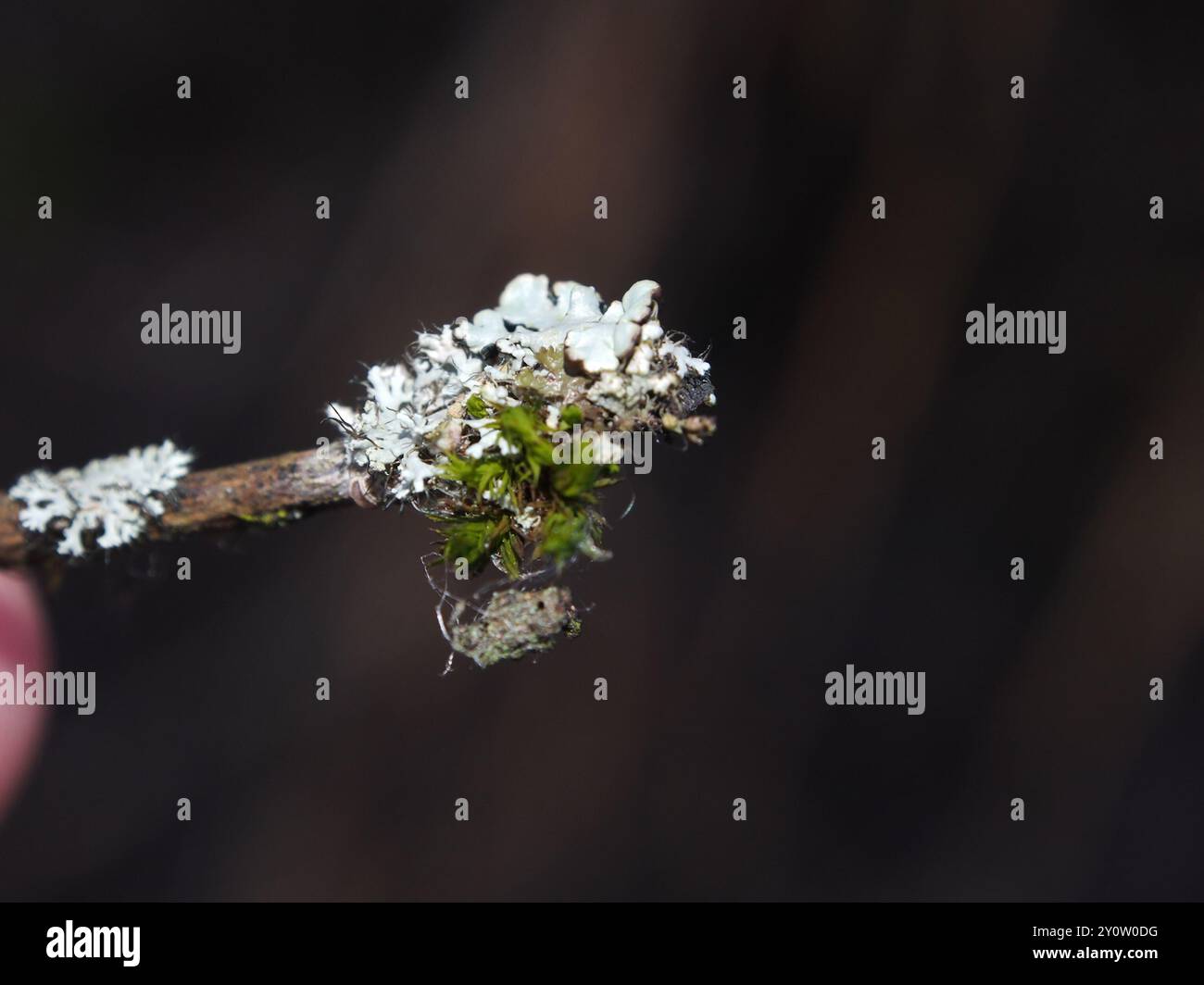 Fringed Rosette Lichen (Physcia tenella) Fungi Stock Photo - Alamy