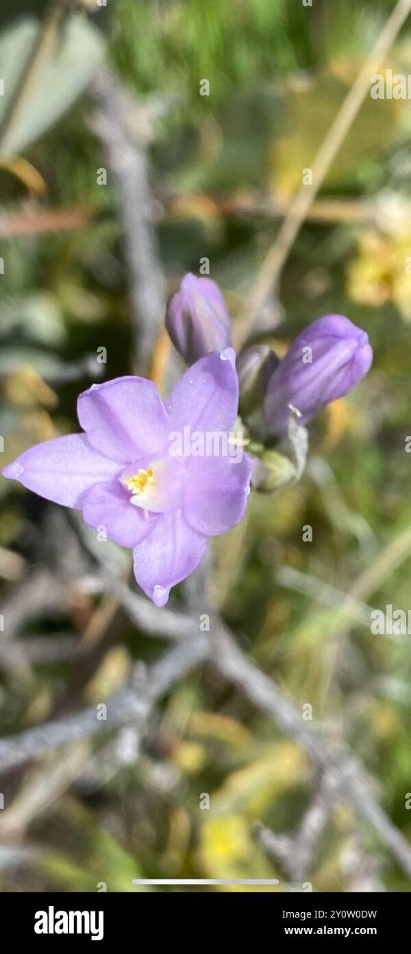 few-flowered bluedicks (Dipterostemon capitatus pauciflorus) Plantae ...