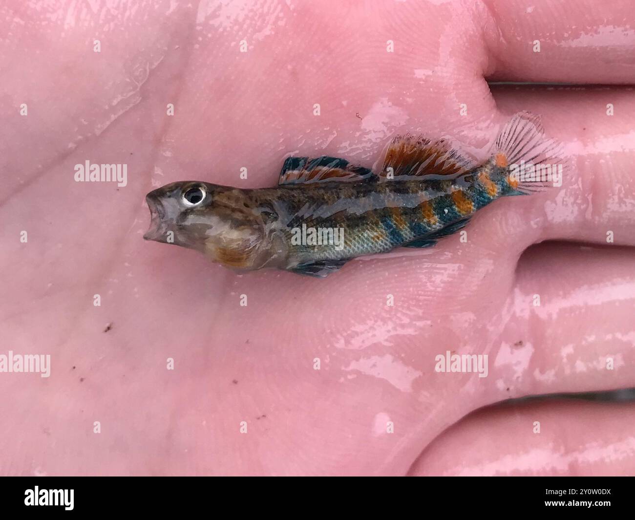 Orangethroat Darter (Etheostoma spectabile) Actinopterygii Stock Photo ...