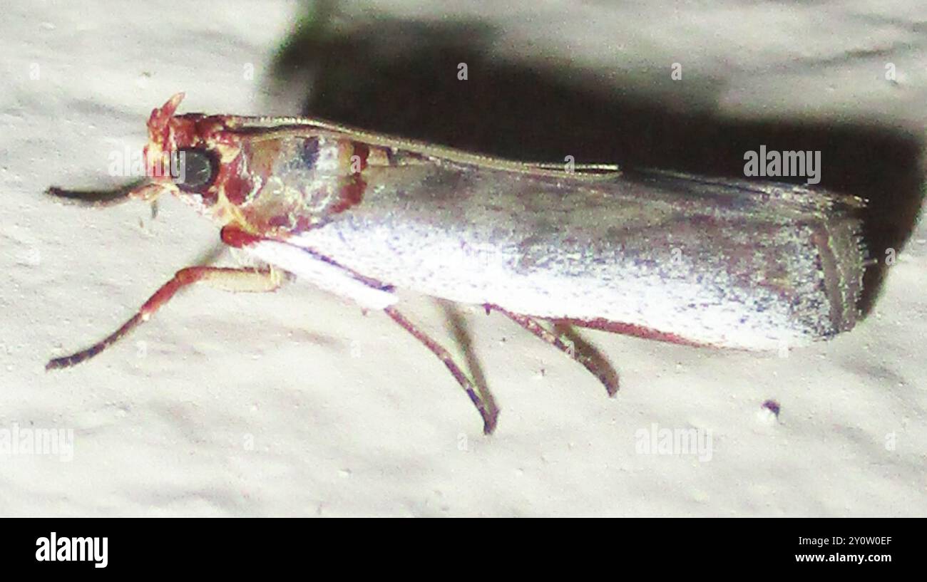 Knot-horn Moths (Phycitinae) Insecta Stock Photo - Alamy