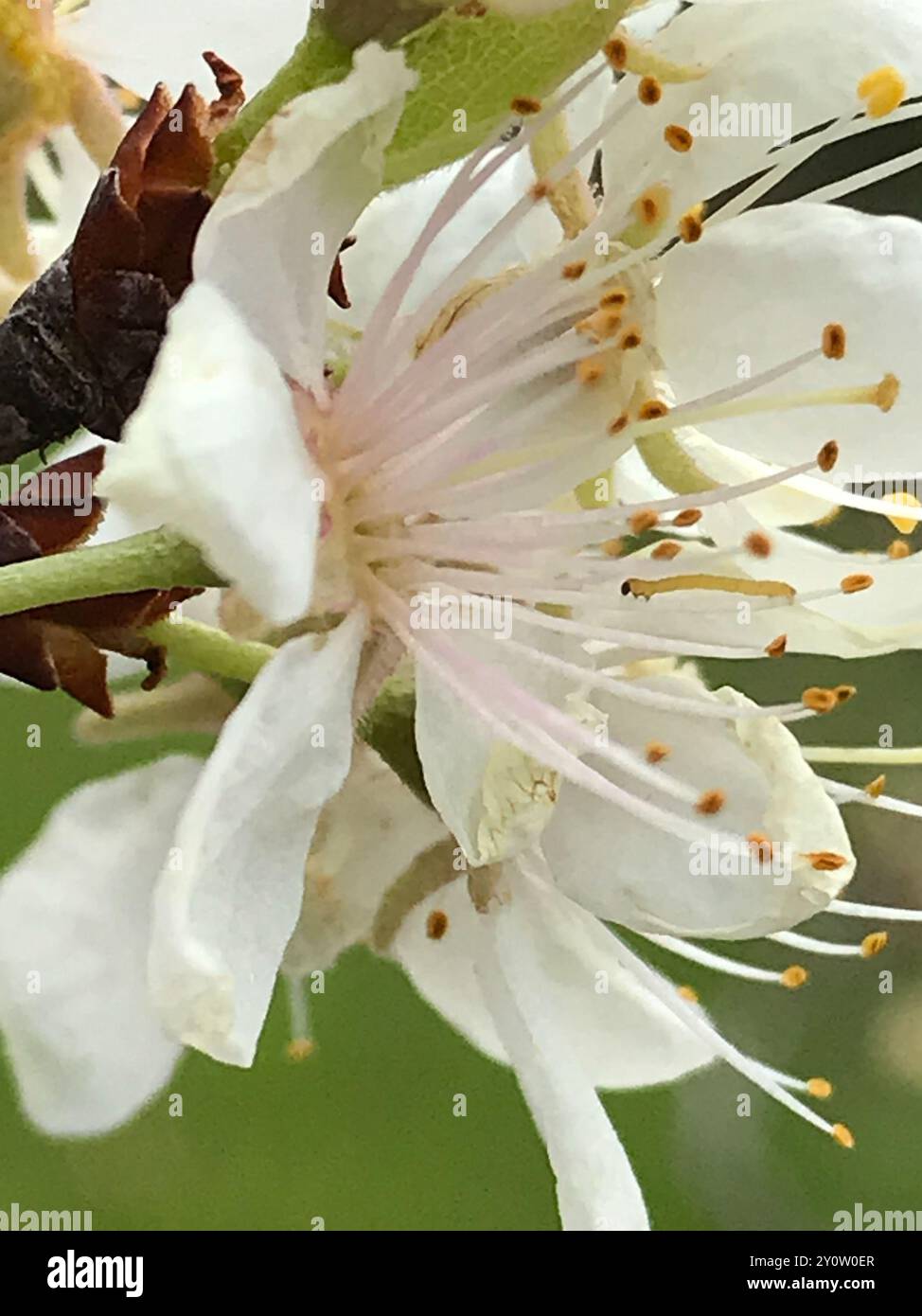 Mexican Plum (Prunus mexicana) Plantae Stock Photo - Alamy