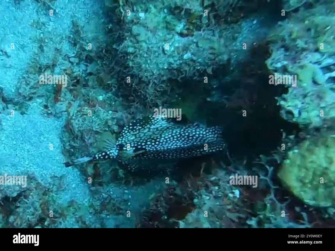Smooth Trunkfish (Lactophrys triqueter) Actinopterygii Stock Photo - Alamy