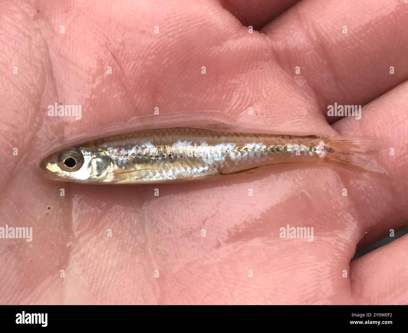 Sand Shiner (Miniellus stramineus) Actinopterygii Stock Photo - Alamy