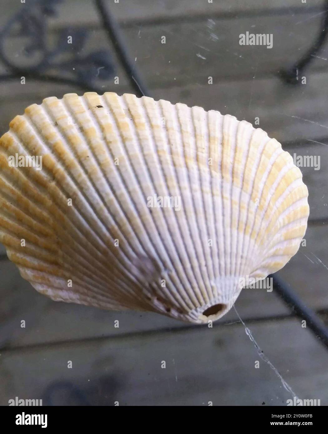 Ark Clams (Arcidae) Mollusca Stock Photo - Alamy