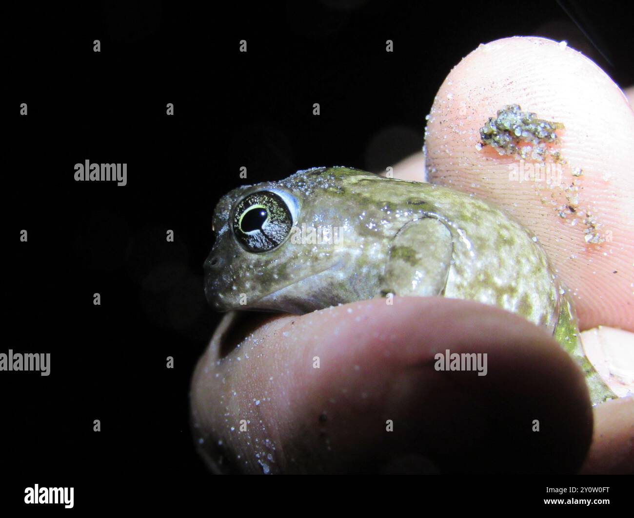 Cape sand frog (Tomopterna delalandii) Amphibia Stock Photo - Alamy