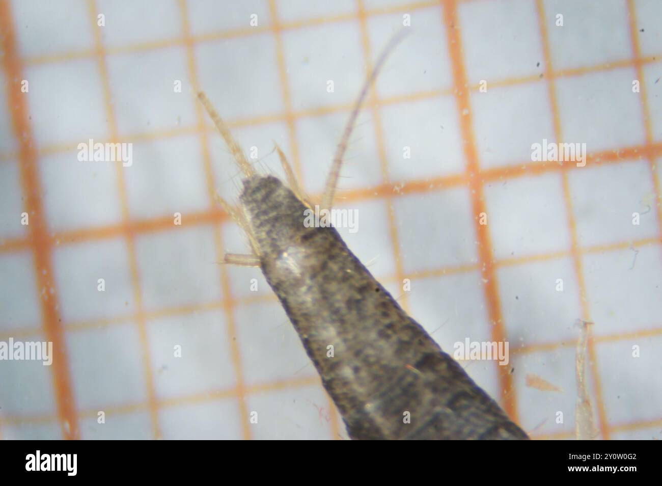 Common Silverfish (Lepisma saccharinum) Insecta Stock Photo - Alamy