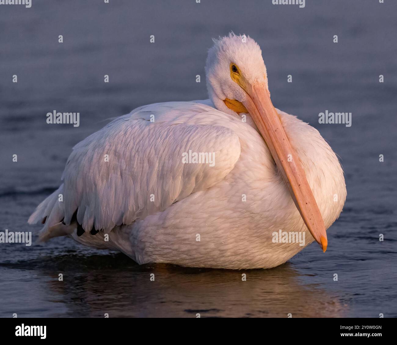 American White Pelican Adult Resting ashore. Palo Alto Baylands, Santa ...