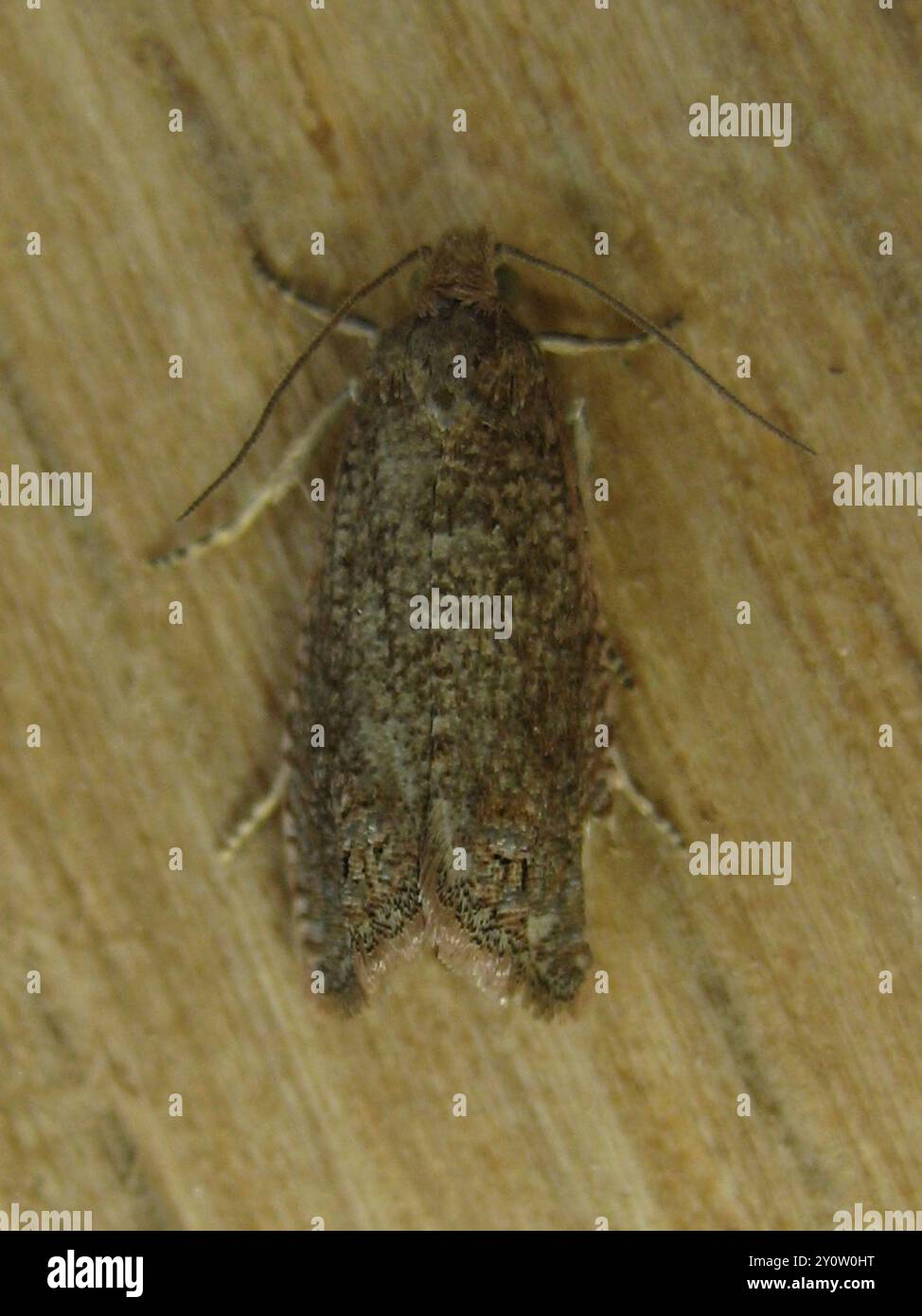 (Pelochrista vagana) Insecta Stock Photo - Alamy