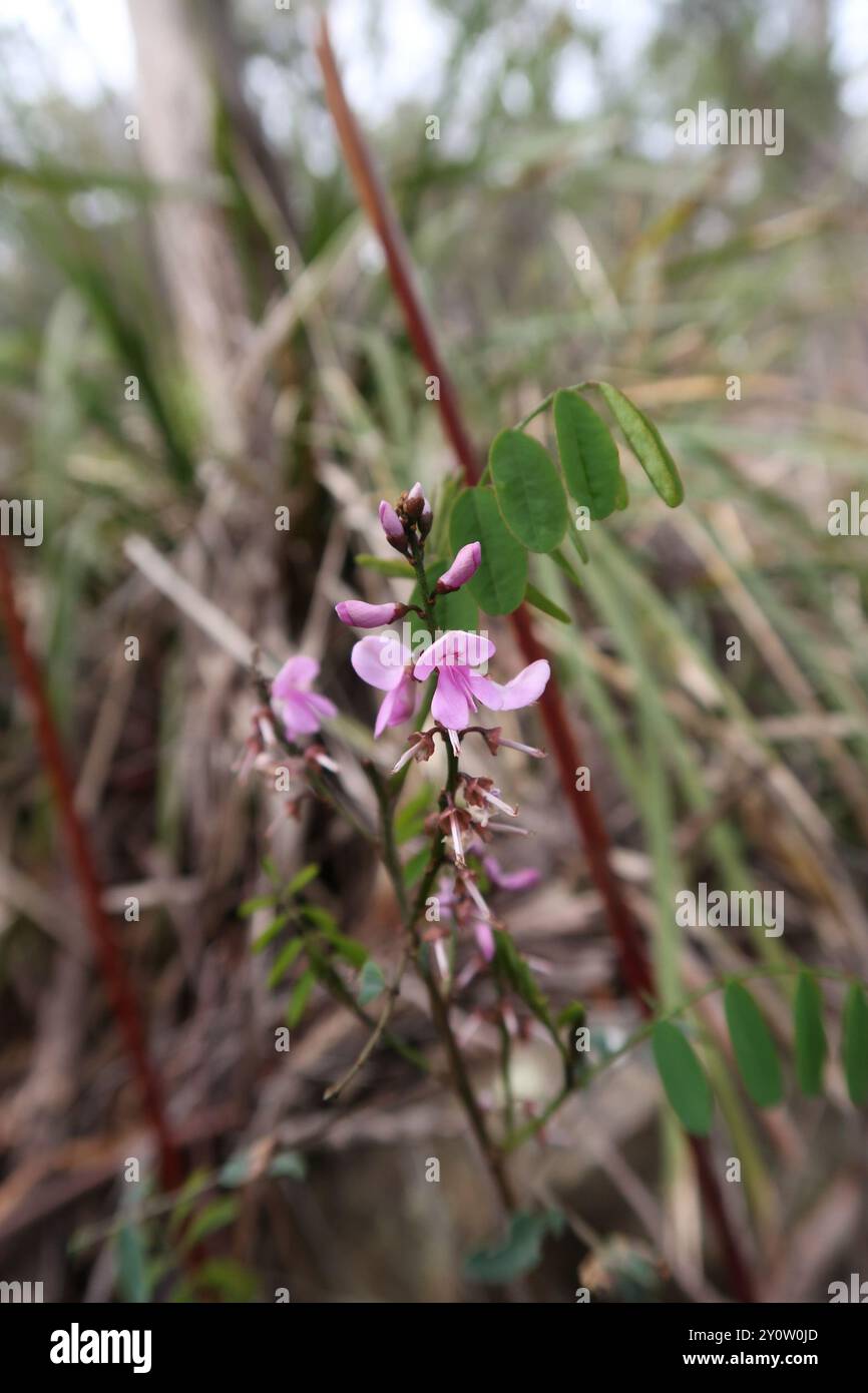 Australian Indigo (Indigofera australis) Plantae Stock Photo - Alamy