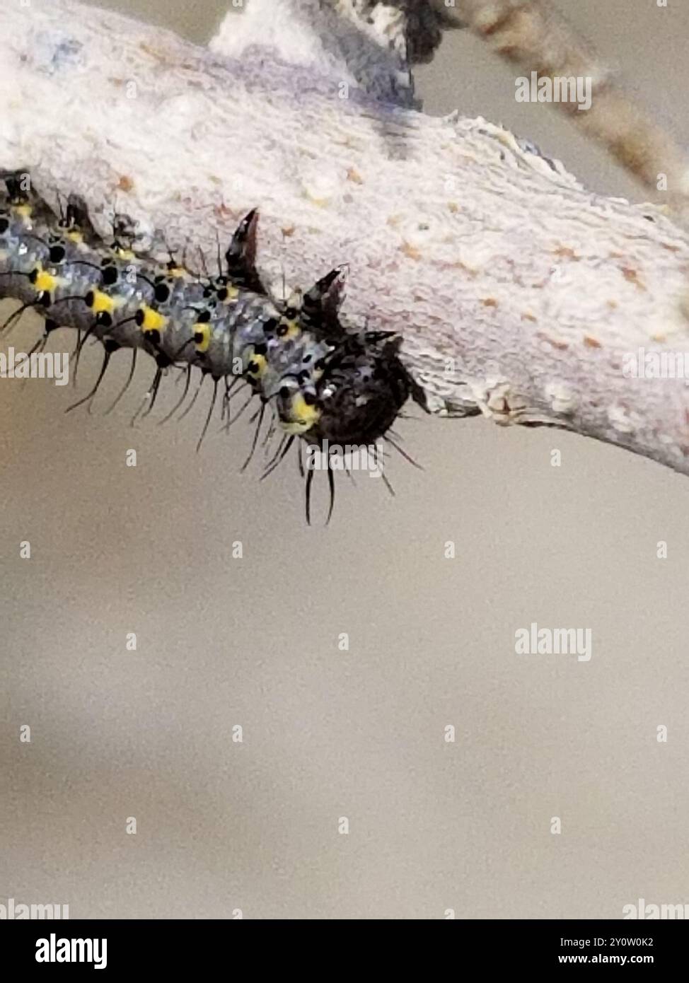 Butterflies (Papilionoidea) Insecta Stock Photo - Alamy