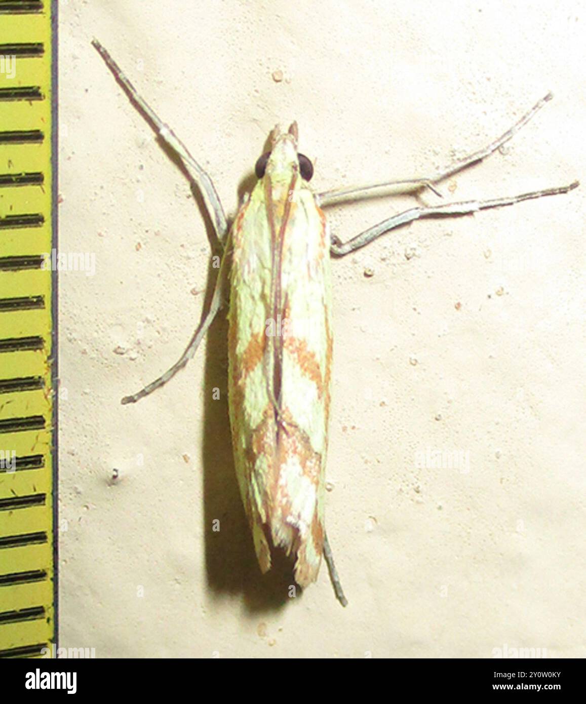 Twirler Moths (Gelechiidae) Insecta Stock Photo - Alamy