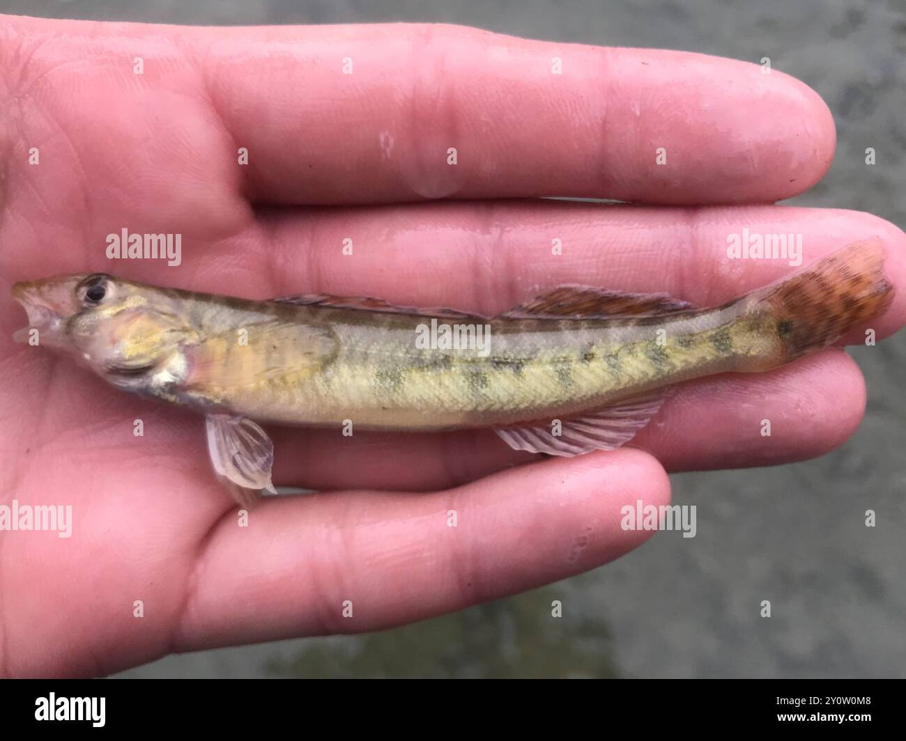 Texas Logperch (Percina carbonaria) Actinopterygii Stock Photo - Alamy