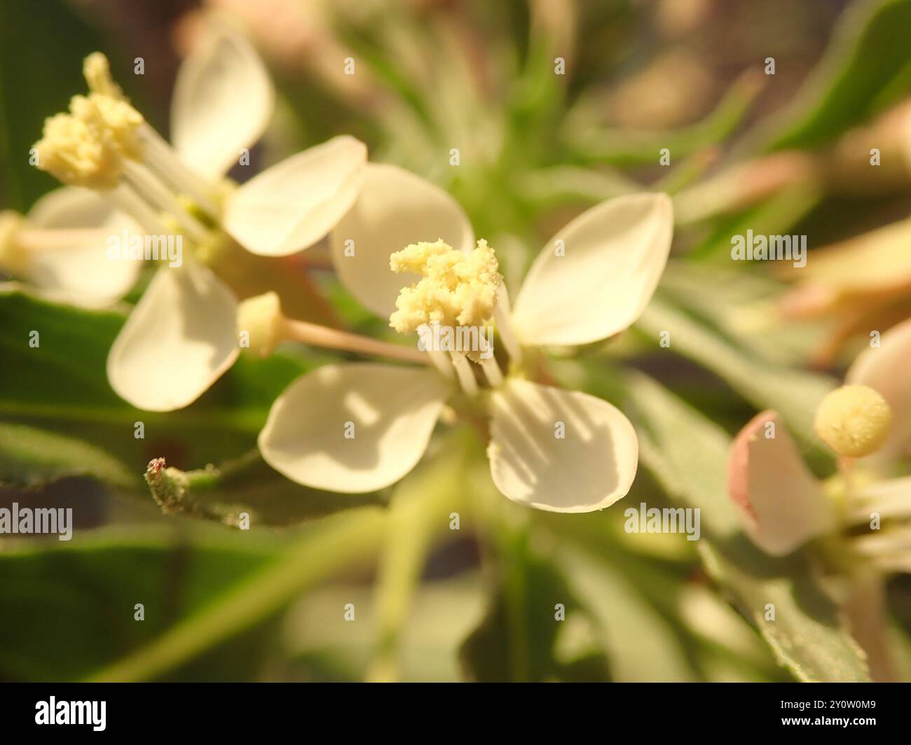 Booth's Evening Primrose (Eremothera boothii) Plantae Stock Photo - Alamy