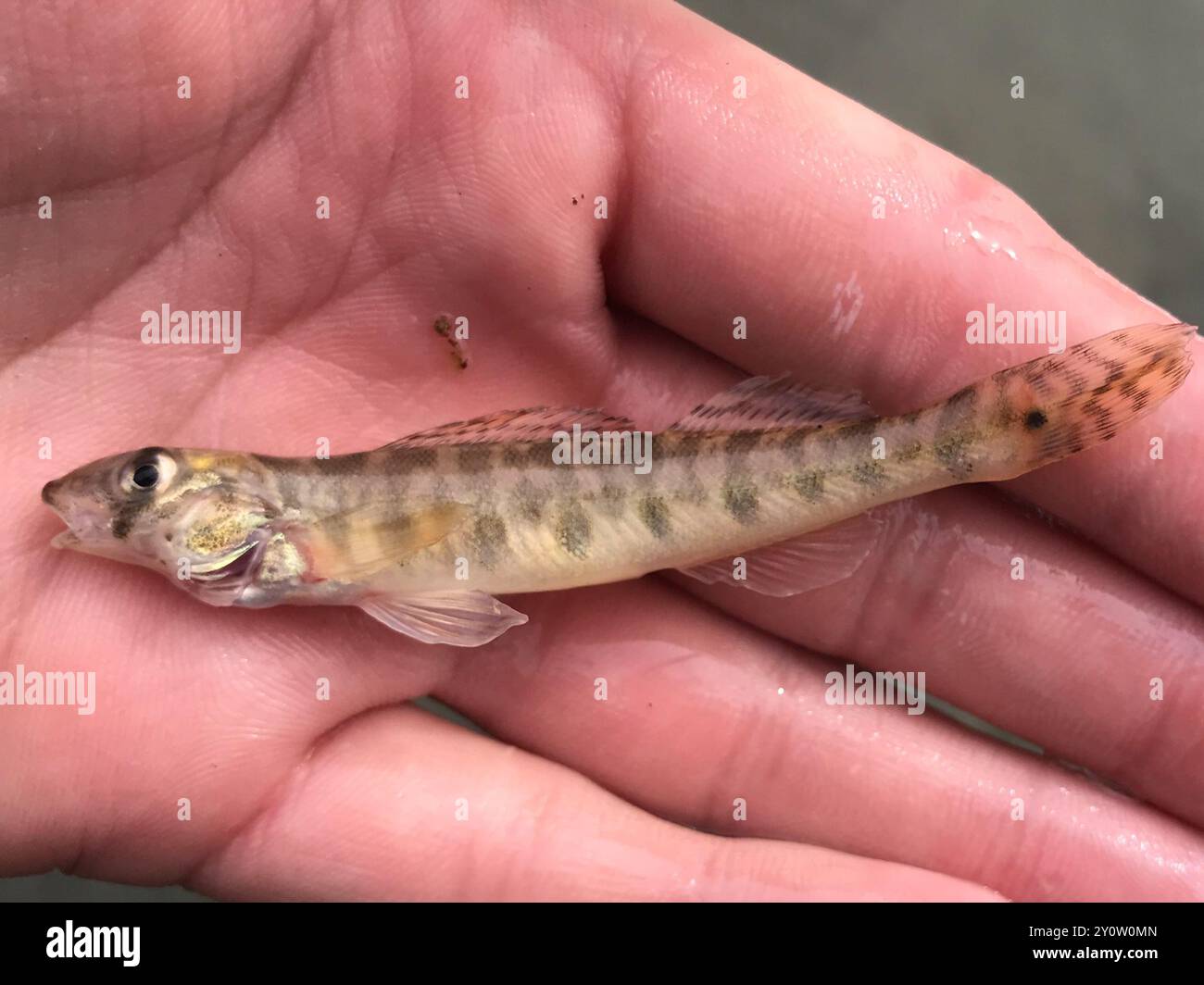 Texas Logperch (Percina carbonaria) Actinopterygii Stock Photo - Alamy