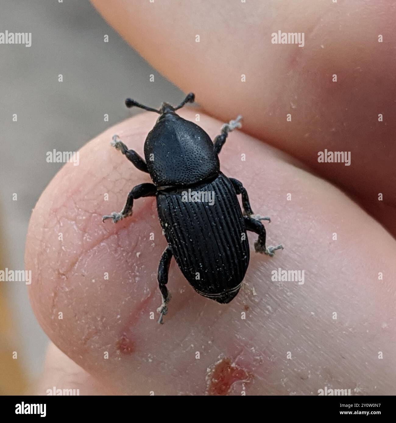 Sisal Weevil (Scyphophorus acupunctatus) Insecta Stock Photo - Alamy