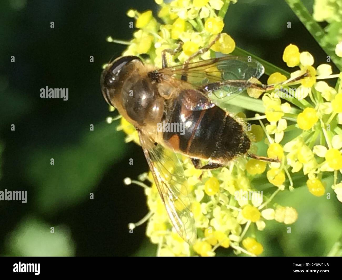 Common Drone Fly (Eristalis tenax) Insecta Stock Photo - Alamy