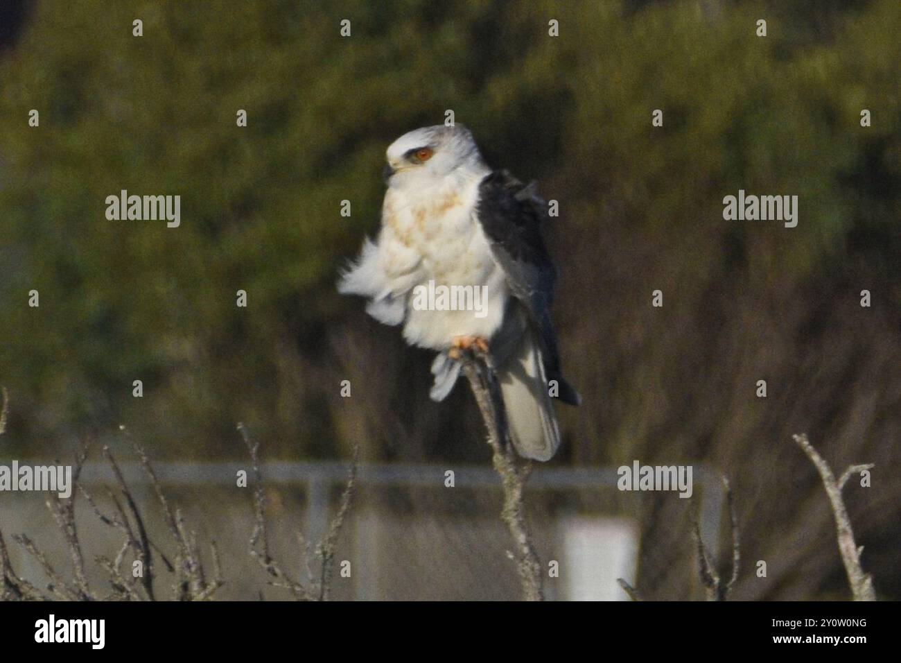 White-tailed Kite (Elanus leucurus) Aves Stock Photo - Alamy