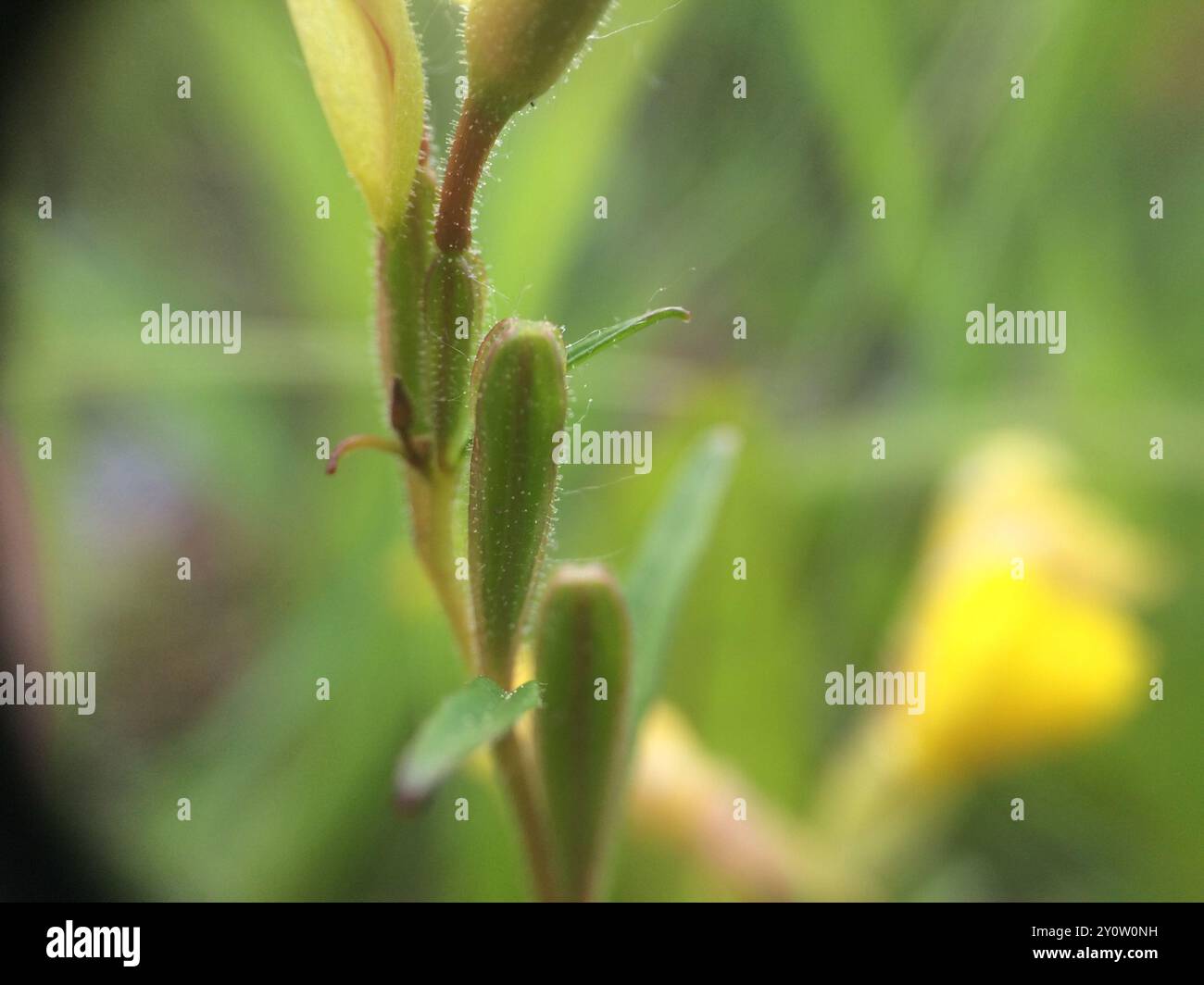 Small Sundrops (Oenothera perennis) Plantae Stock Photo - Alamy