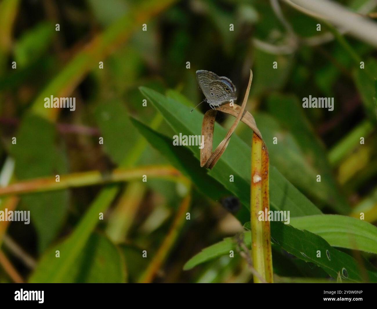 Ceraunus Blue (Hemiargus ceraunus) Insecta Stock Photo - Alamy