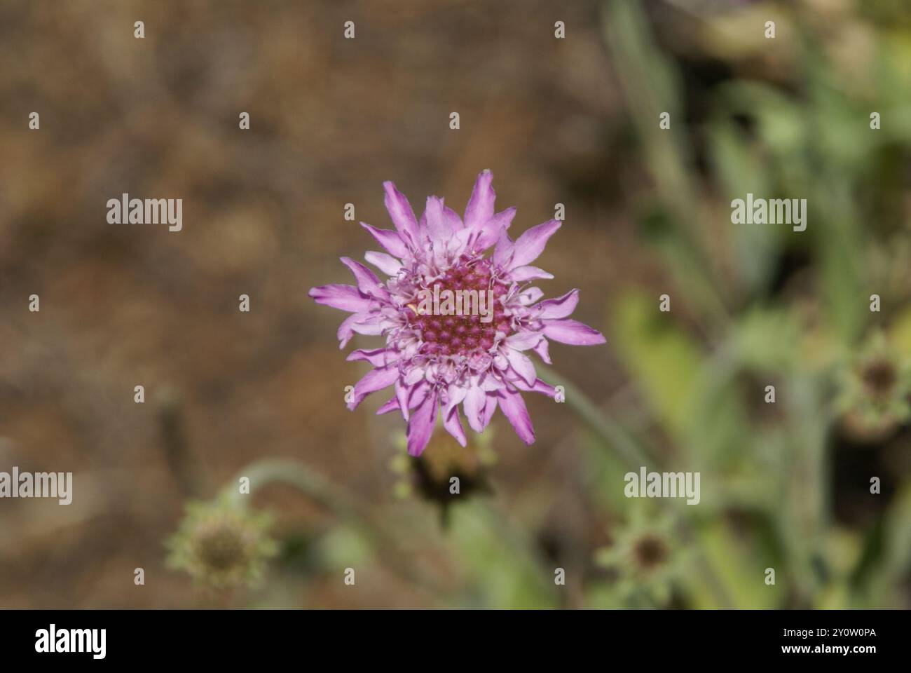 (Pterocephalus porphyranthus) Plantae Stock Photo - Alamy