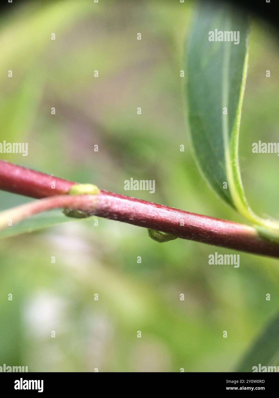 pussy willow (Salix discolor) Plantae Stock Photo - Alamy