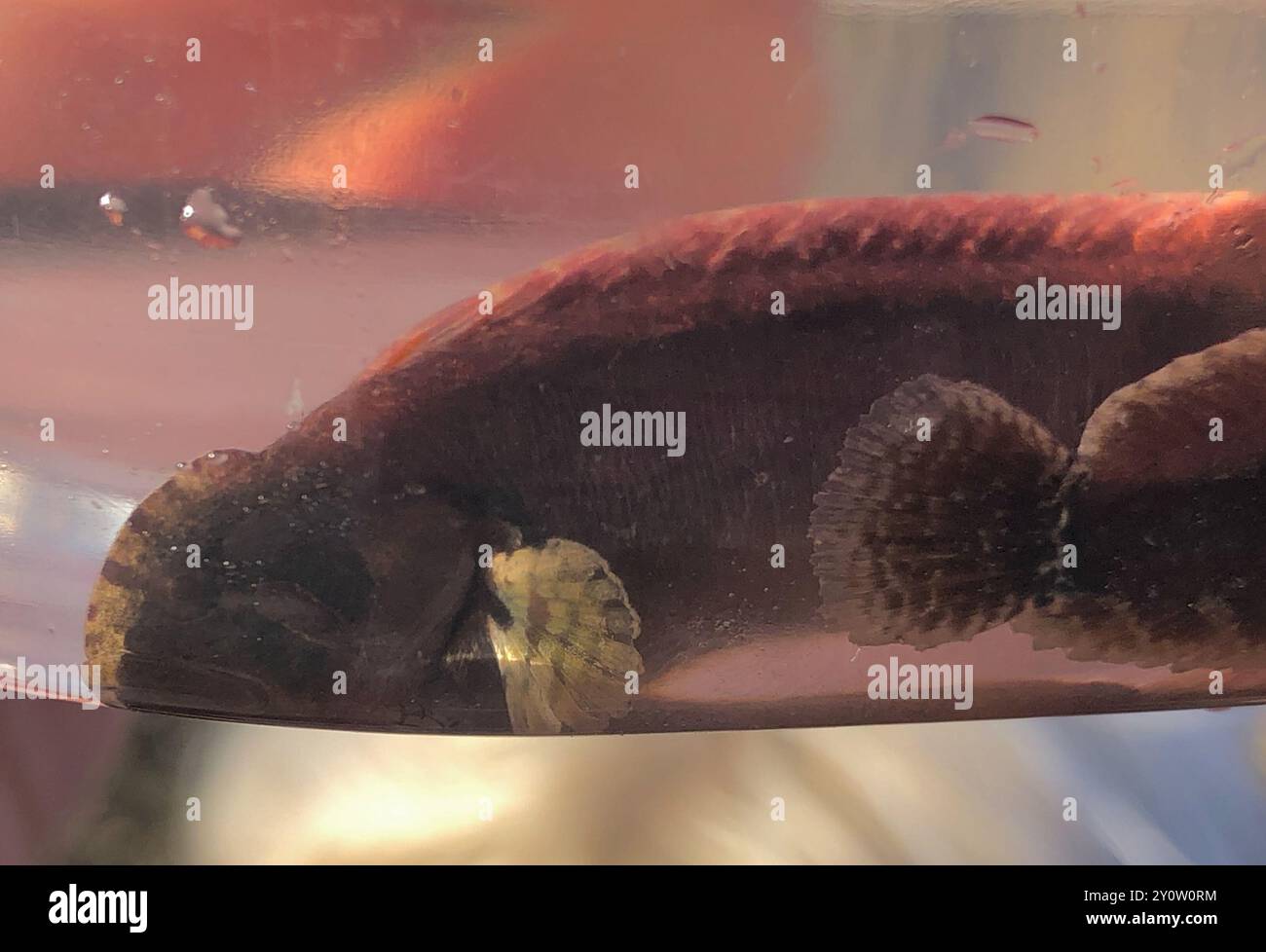 High Cockscomb (Anoplarchus purpurescens) Actinopterygii Stock Photo ...