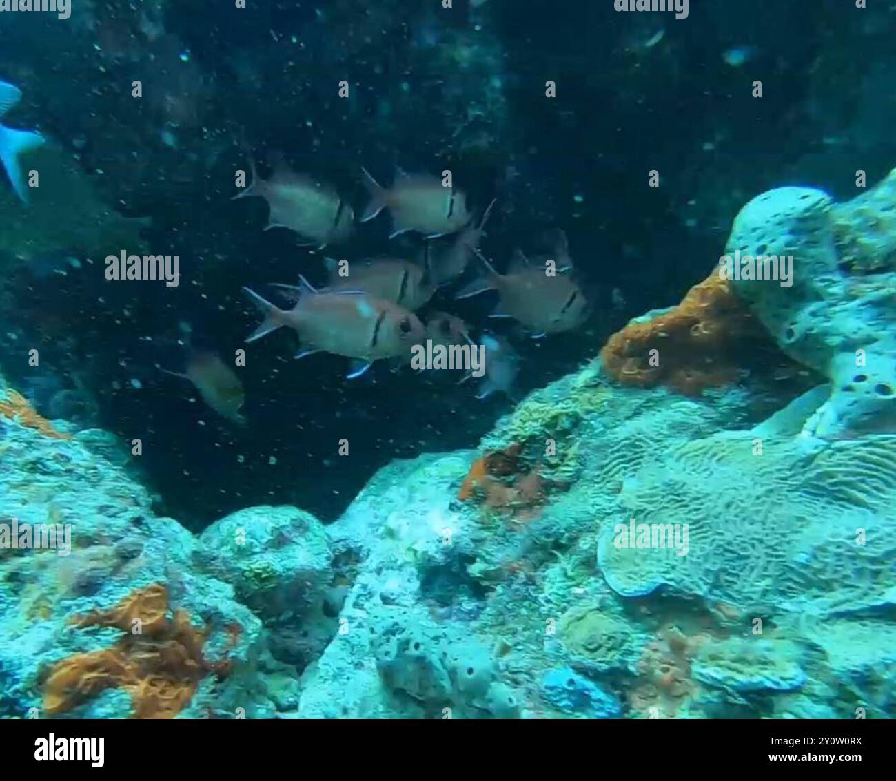 Blackbar Soldierfish (Myripristis jacobus) Actinopterygii Stock Photo ...