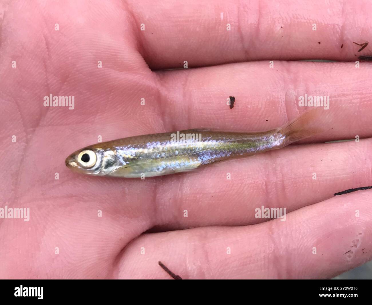 Texas Shiner (Notropis amabilis) Actinopterygii Stock Photo - Alamy