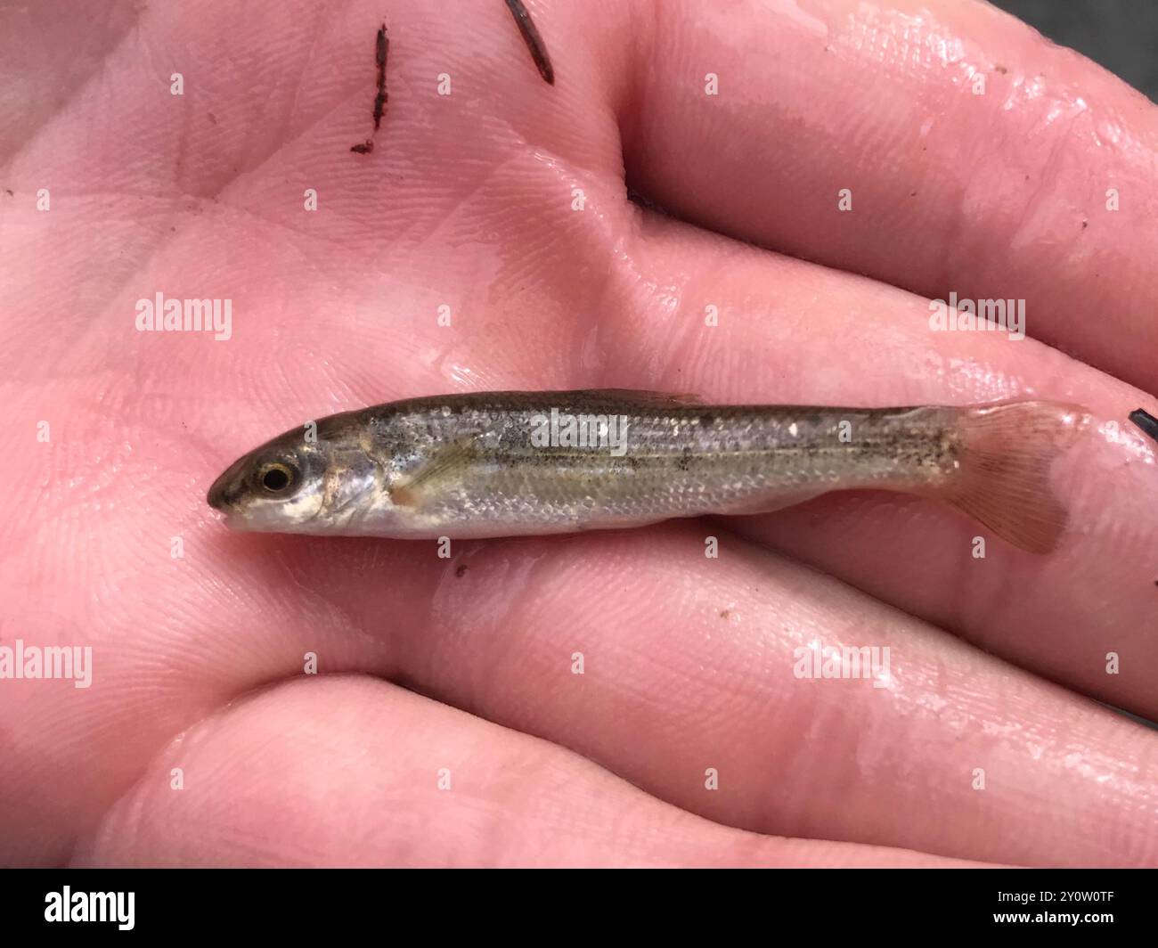 Central Stoneroller (Campostoma anomalum) Actinopterygii Stock Photo ...