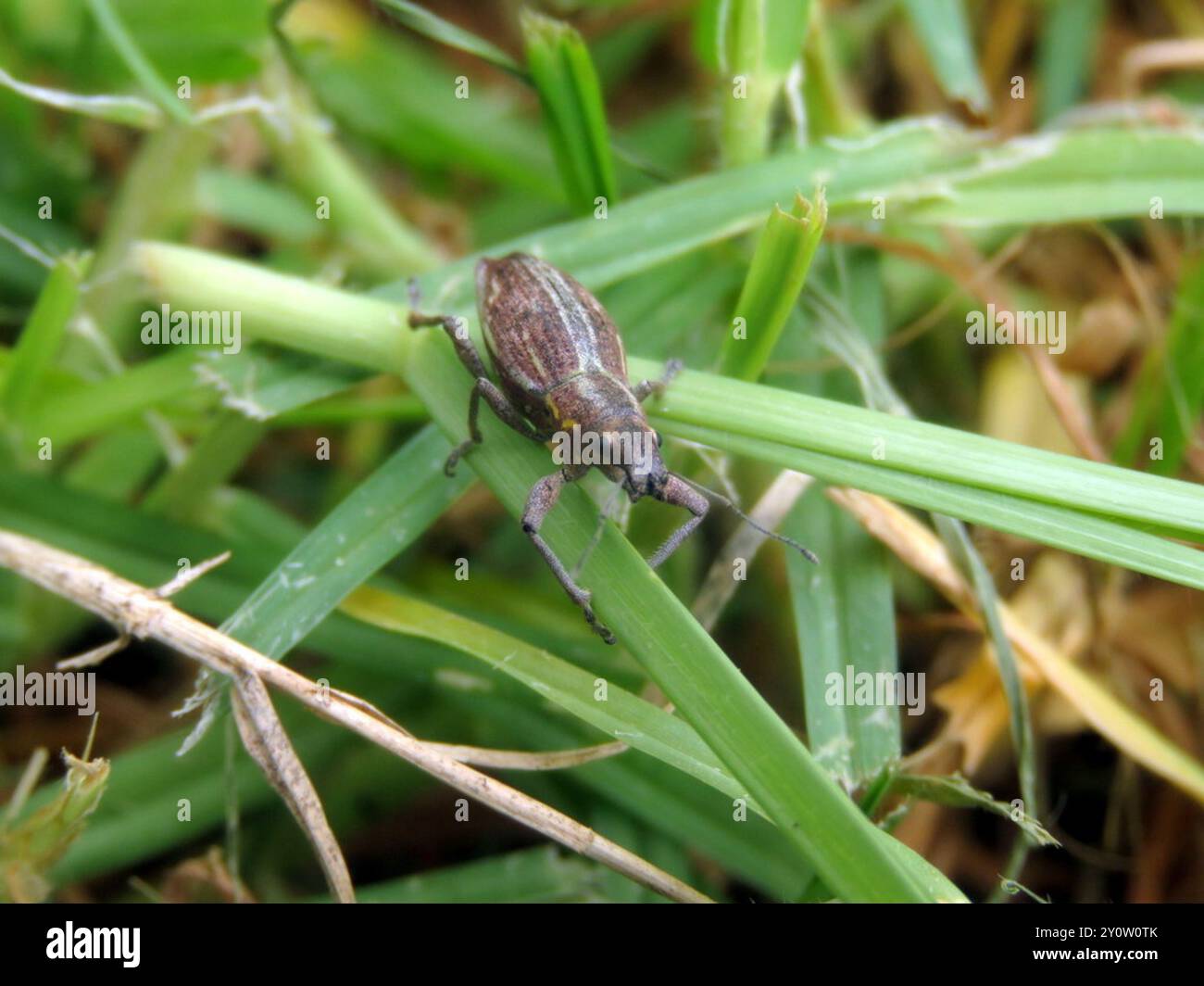 South American Fruit Tree Weevil (Naupactus xanthographus) Insecta ...