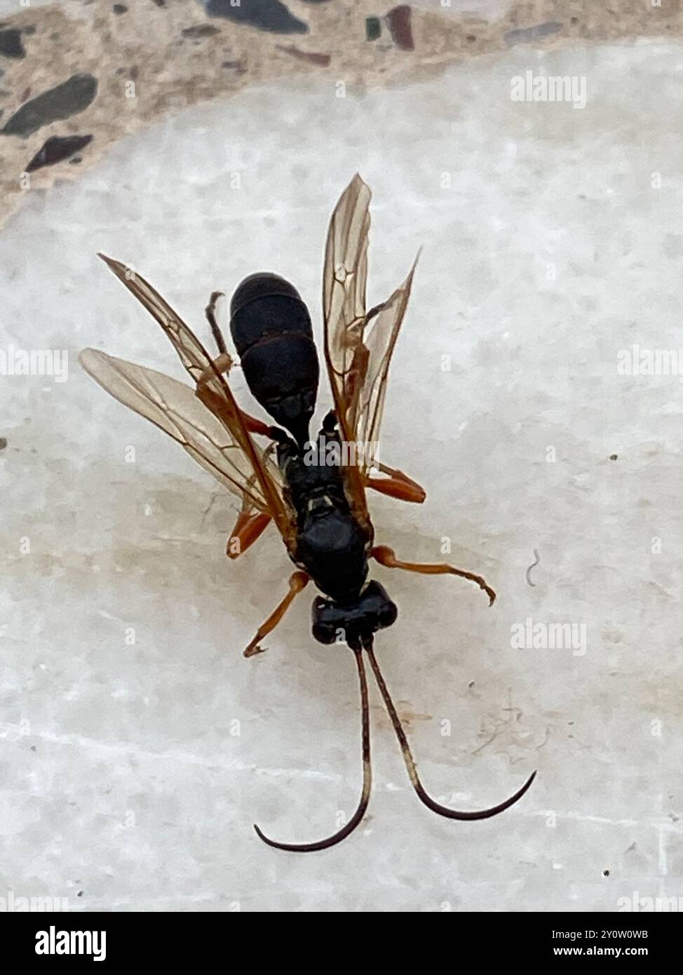 (Syspasis scutellator) Insecta Stock Photo - Alamy